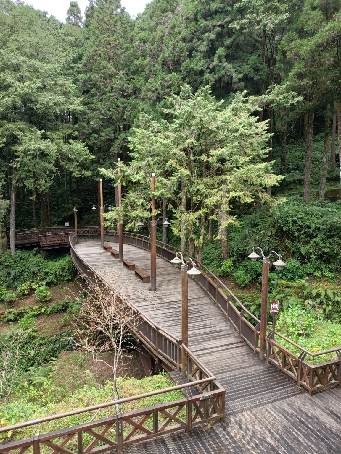 I Trekked Alishan And Here’s My DIY Guide! – Andrea Stories