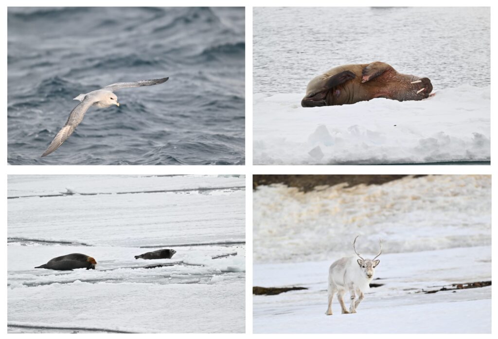 Interesting Facts About Svalbard, Norway – Andrea Stories